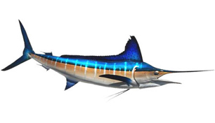 Rarotonga Fishing Season | Fish Species Chart & Fishing Records