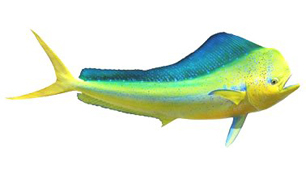 Rarotonga Fishing Season | Fish Species Chart & Fishing Records