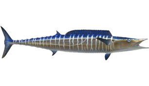 Rarotonga Fishing Season | Fish Species Chart & Fishing Records