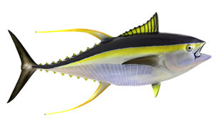 Rarotonga Fishing Season | Fish Species Chart & Fishing Records