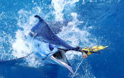 Rarotonga Fishing Adventures & Tours | Extreme Fishing Charters
