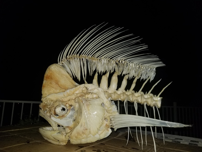 Rarotonga Fishing Season | Fish Species Chart & Fishing Records