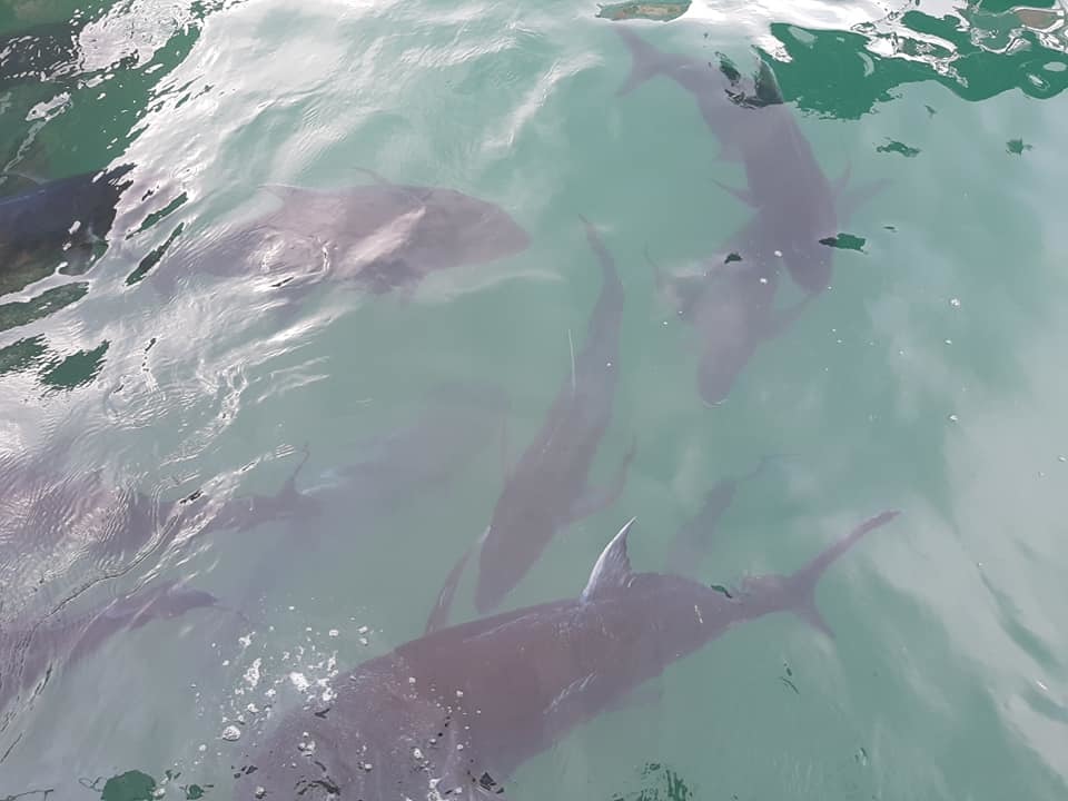 Rarotonga Fishing Season | Fish Species Chart & Fishing Records